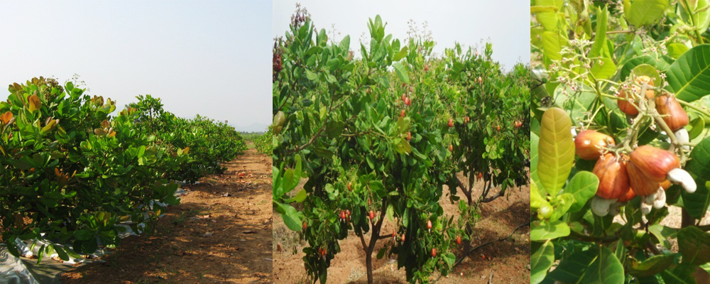 Blog at Jains - Ultra High Density Cashew Plantation - DRIP Irrigation ...