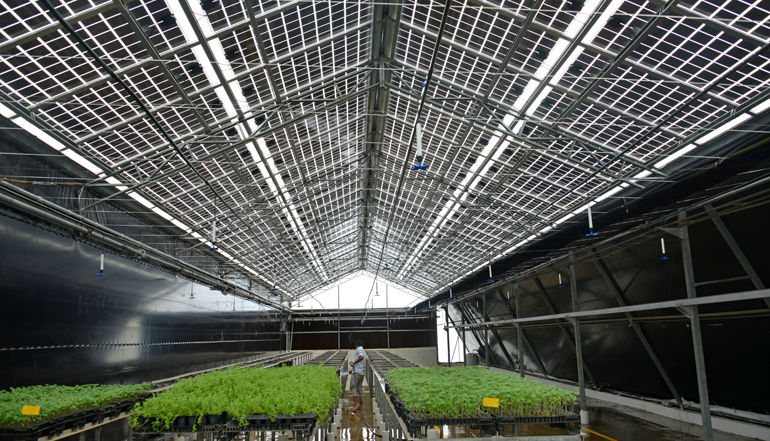 BIPV Transparent Modules 260-270 Wp