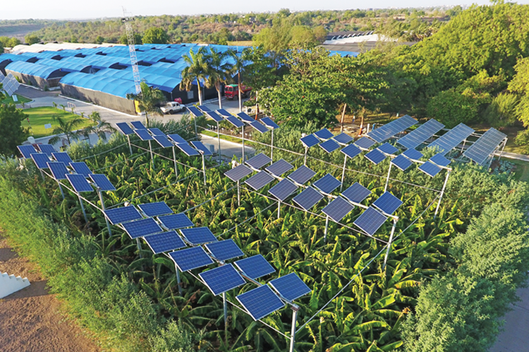 Jain Agro-Voltaic Farming