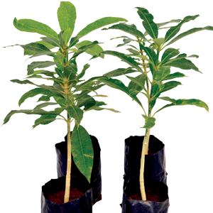 Tissue Culture & Planting Material