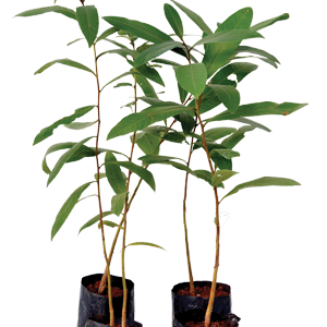 Tissue Culture & Planting Material