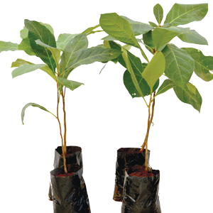 Tissue Culture & Planting Material