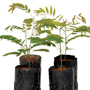 Tissue Culture Plants & Nursery Seedlings | Jain Hi-Tech Planting Material