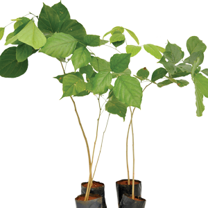 Tissue Culture & Planting Material