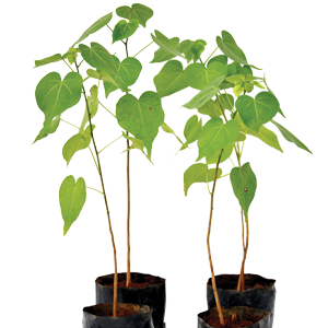 Tissue Culture Plants & Nursery Seedlings | Jain Hi-Tech Planting Material