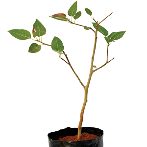 Tissue Culture Plants & Nursery Seedlings | Jain Hi-Tech Planting Material