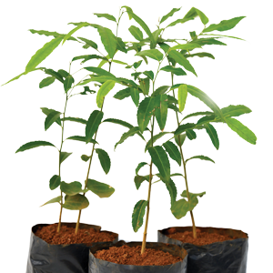 Tissue Culture & Planting Material